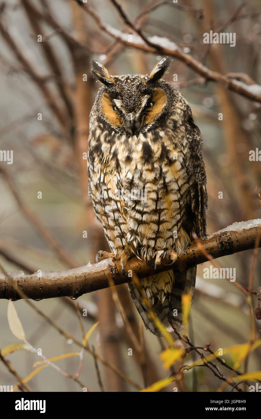 Great Horned Owl (Bubo virginianus), Big Cottonwood Canyon, Utah Stock ...