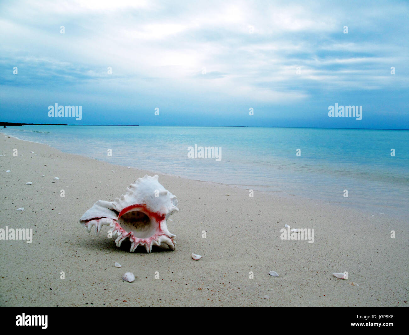 Conch shells on the beach, sea water Stock Photo - Alamy