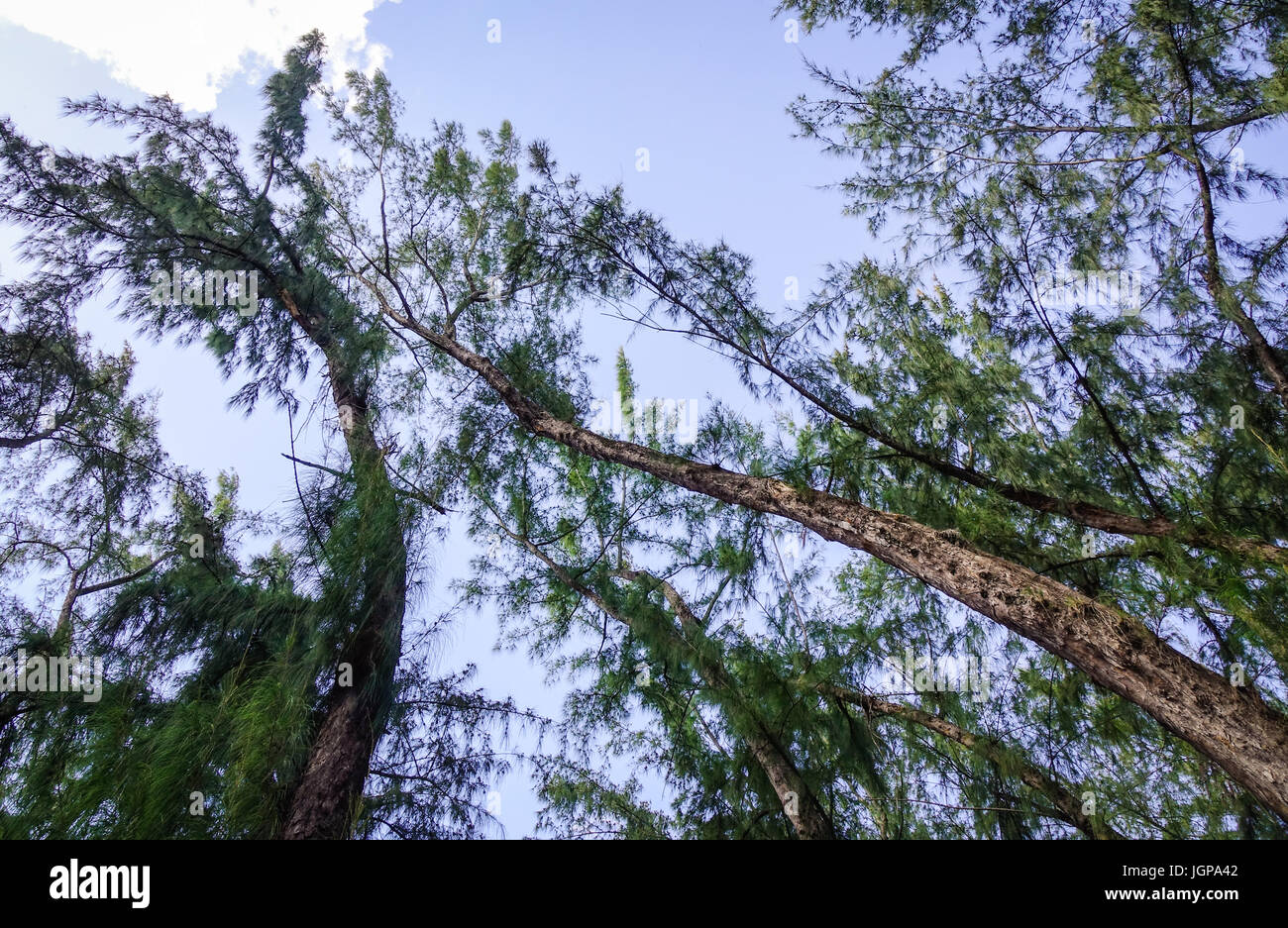Populus trees under blue sky at summer in Mauritius Stock Photo - Alamy