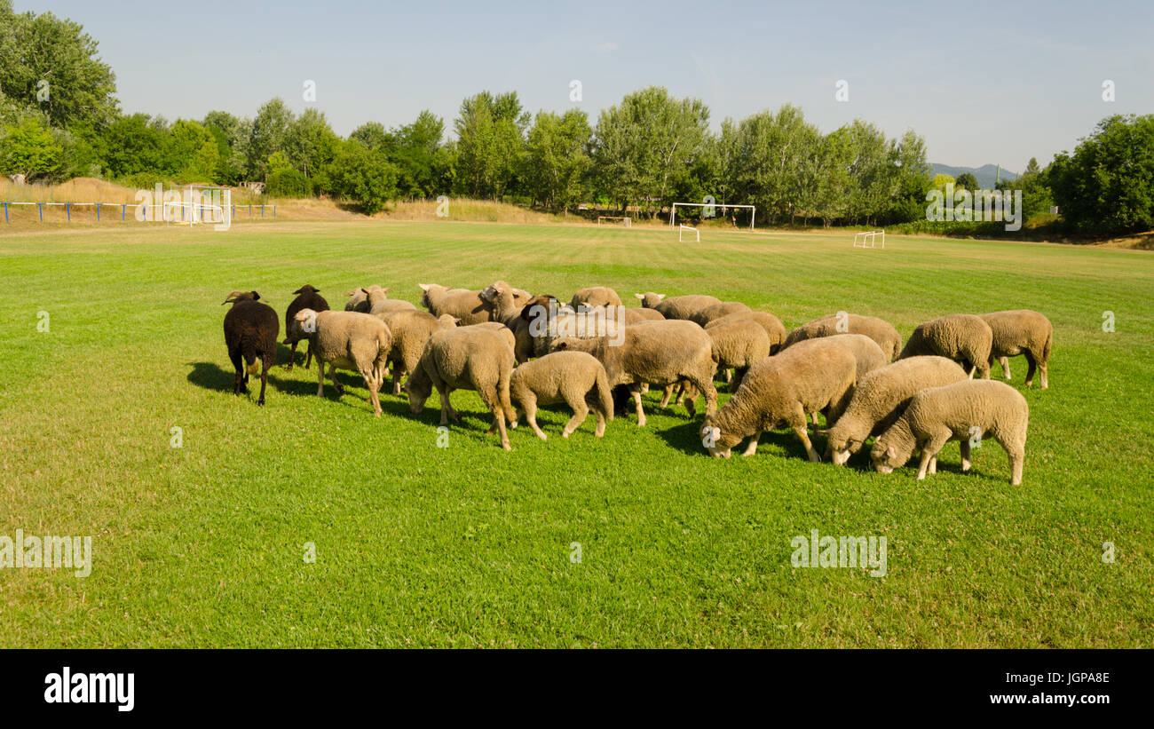 summer scene of sheep eating grass in football field Stock Photo - Alamy