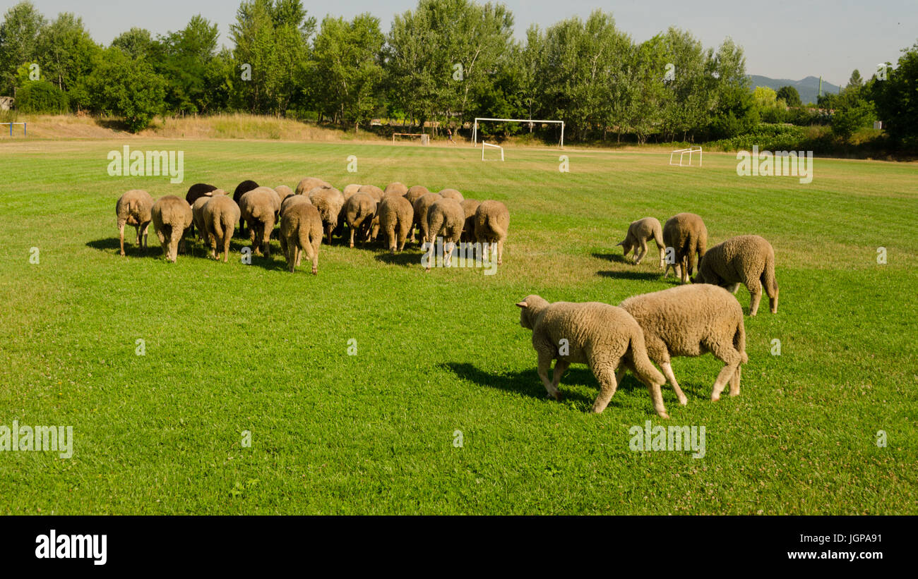 summer scene of sheep eating grass in football field Stock Photo - Alamy
