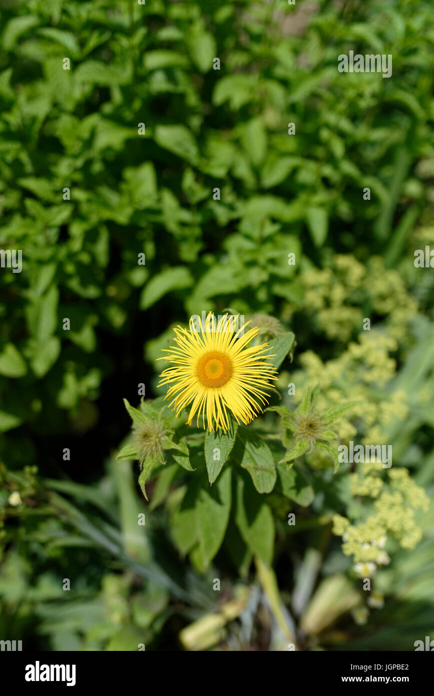 Yellow oxeye daisy, buphthalmum salicifolium, flower head with soft focus blurred background in ...