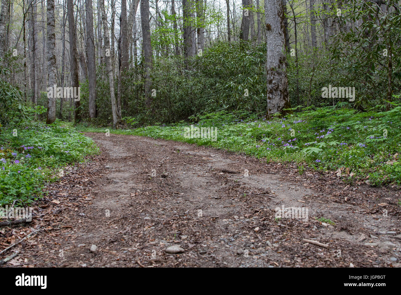Wide Dirt Trail Through the Forest with spring flowers blooming Stock ...