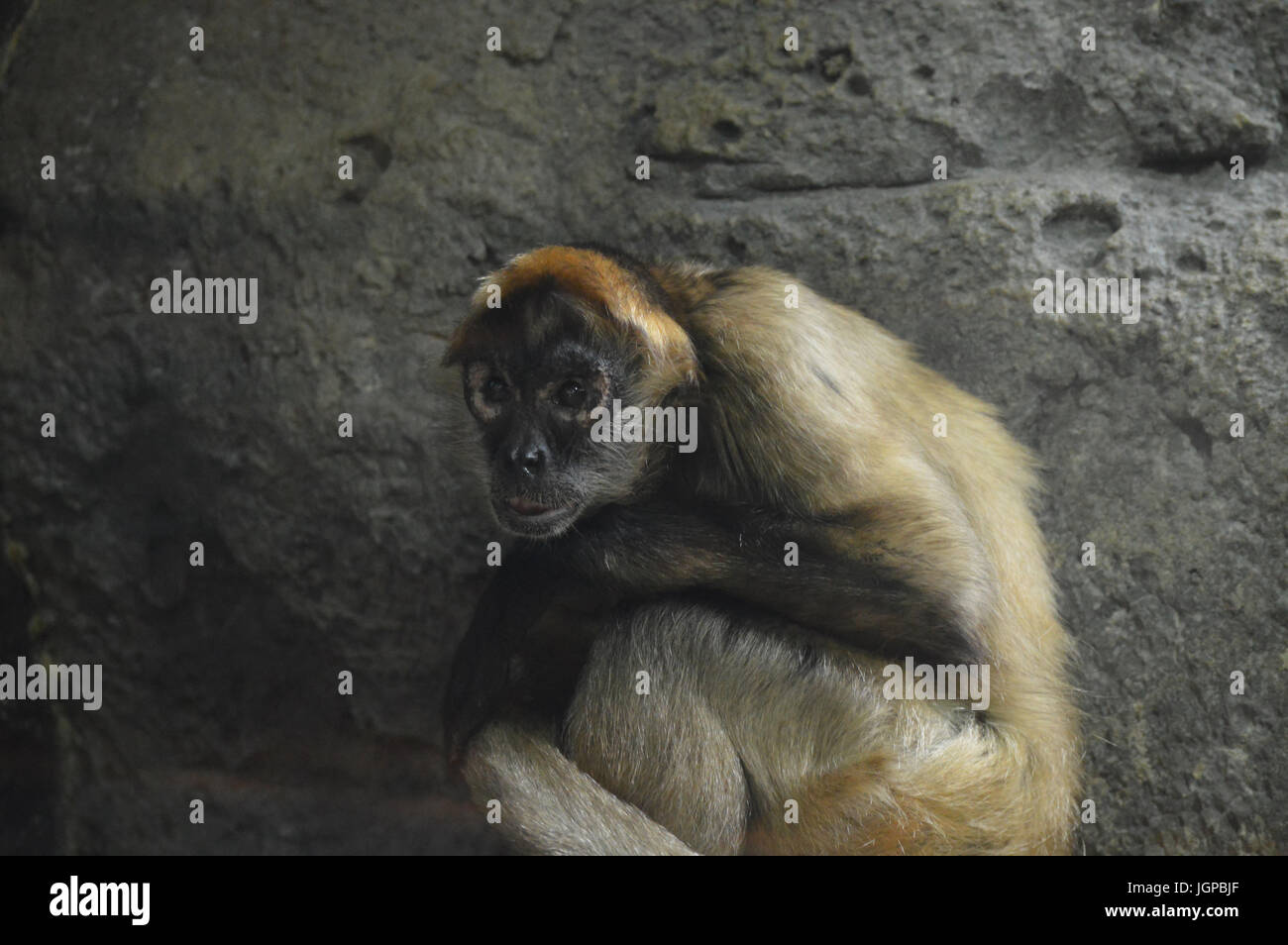 Adult spider monkey hi-res stock photography and images - Alamy