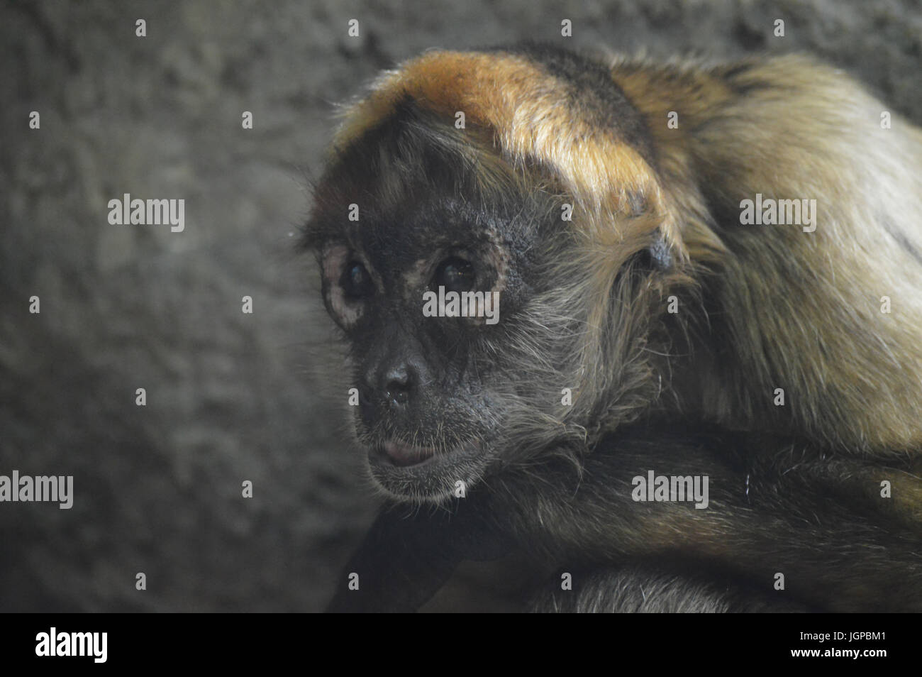 Close up spider monkey hi-res stock photography and images - Alamy