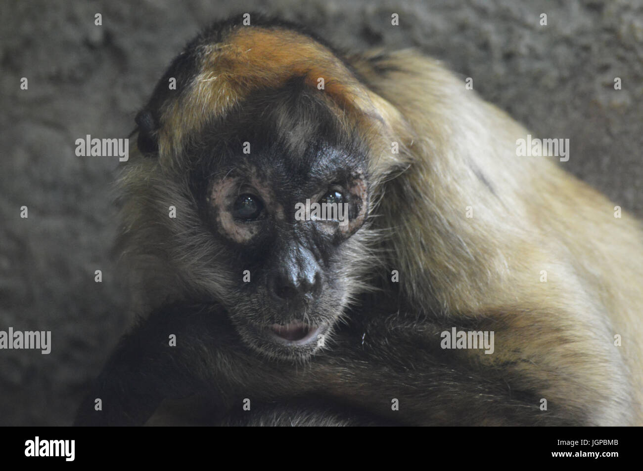 Adult spider monkey hi-res stock photography and images - Alamy