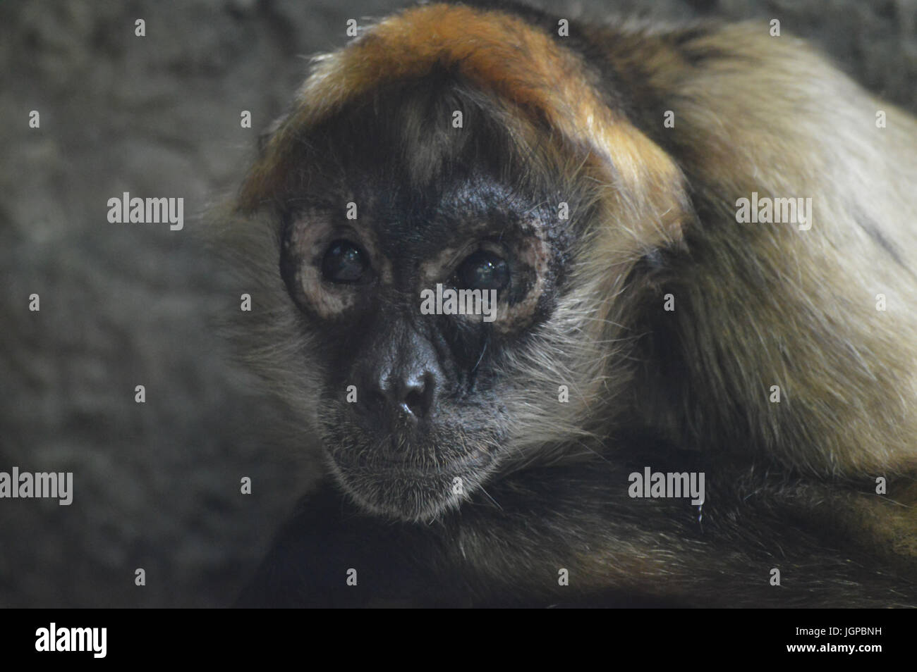 Adult spider monkey hi-res stock photography and images - Alamy