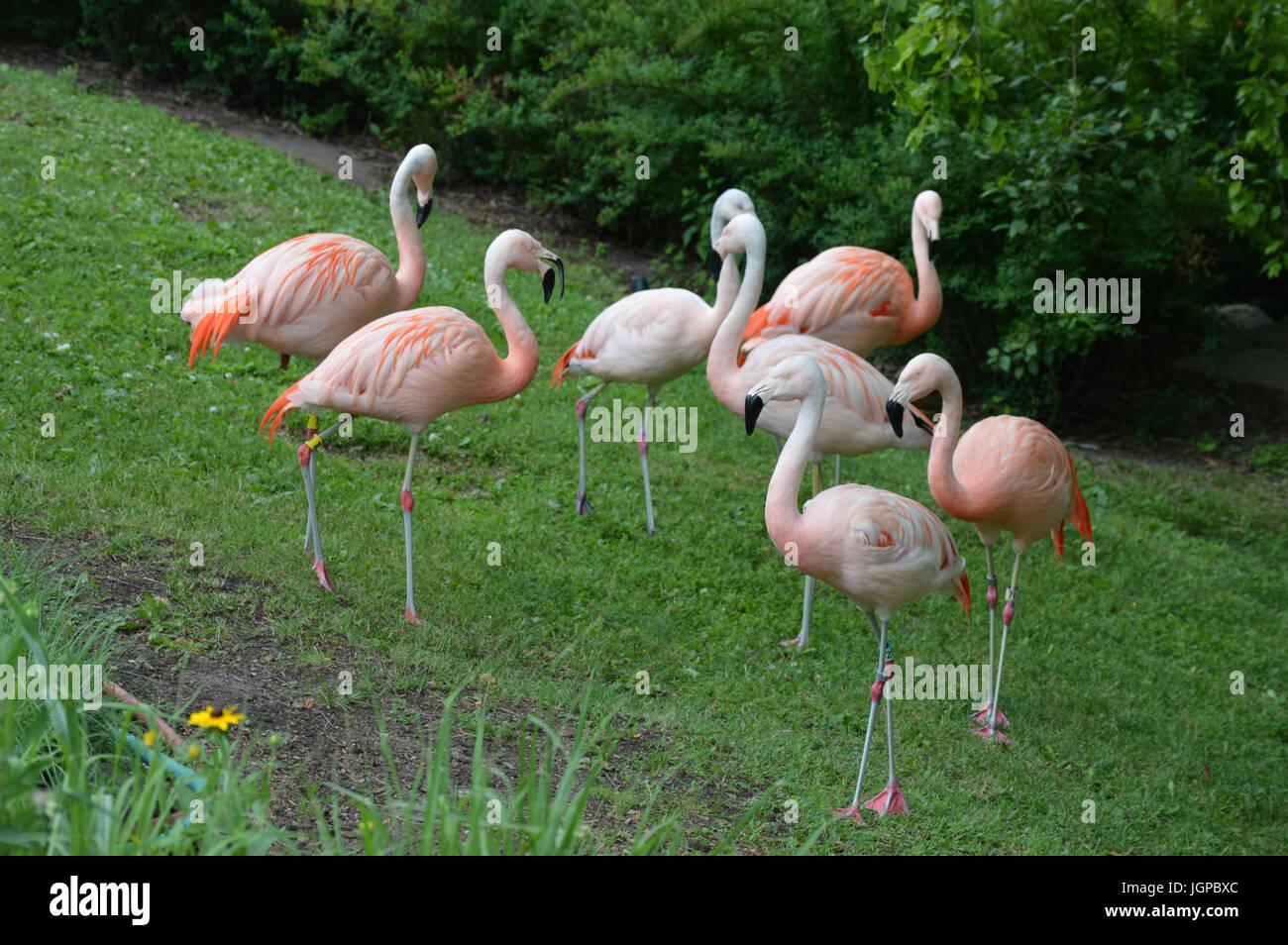 Group white flamingos hi-res stock photography and images - Alamy