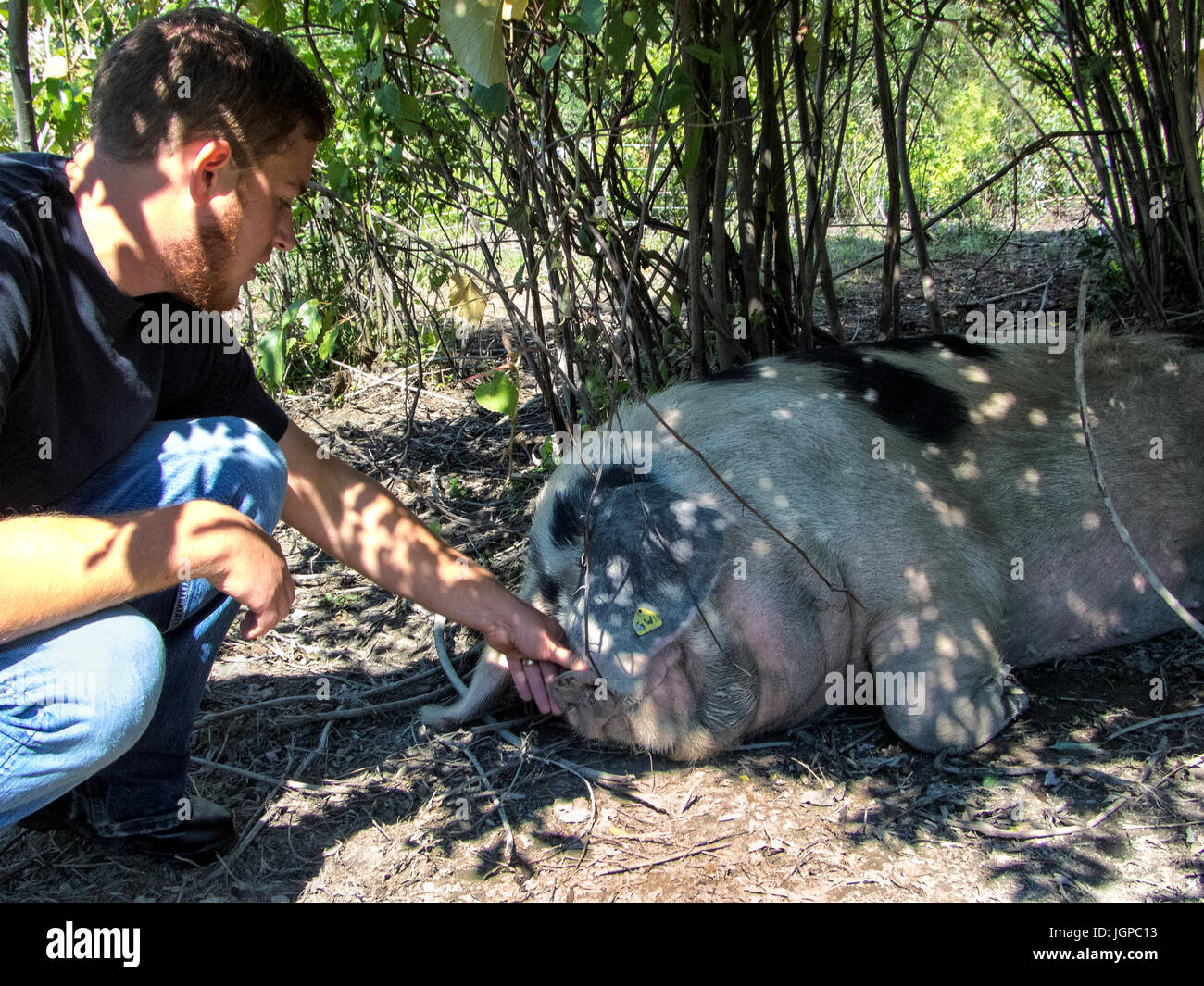 Farmer petting large pig Stock Photo - Alamy