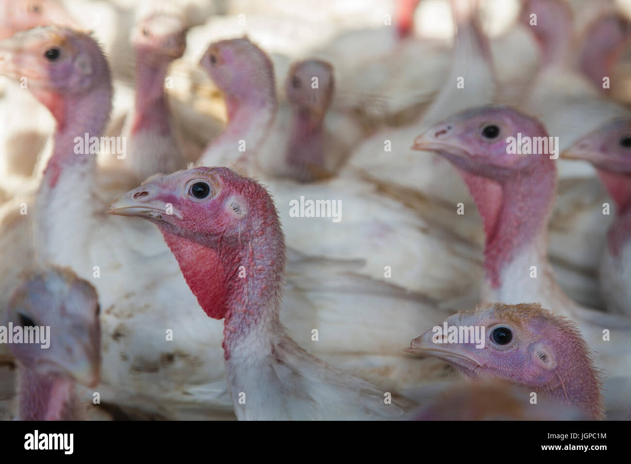 Turkeys on farm Stock Photo - Alamy