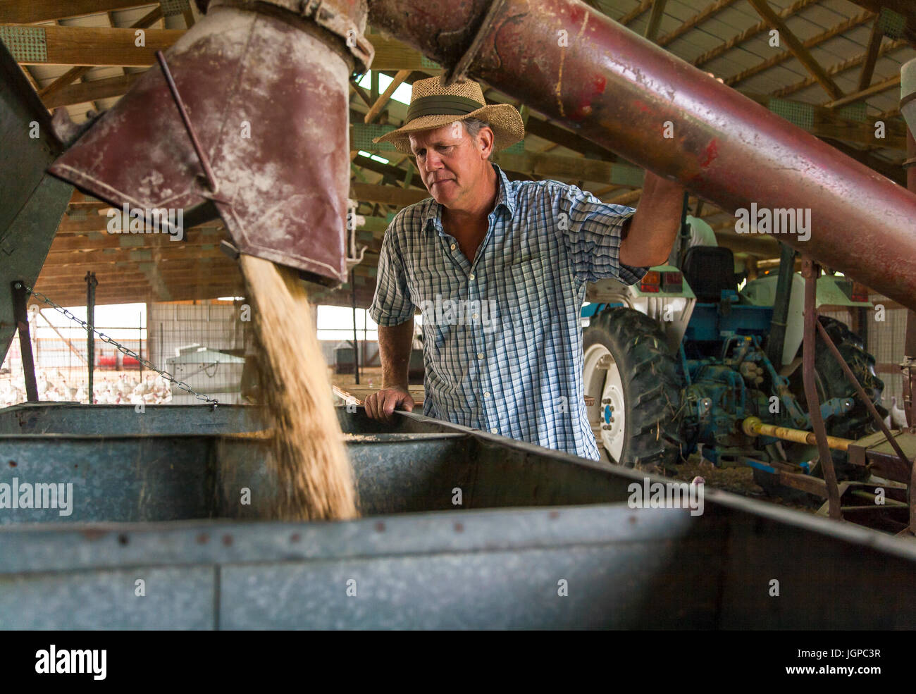 Male farmer in 50's adding feed to trough Stock Photo - Alamy