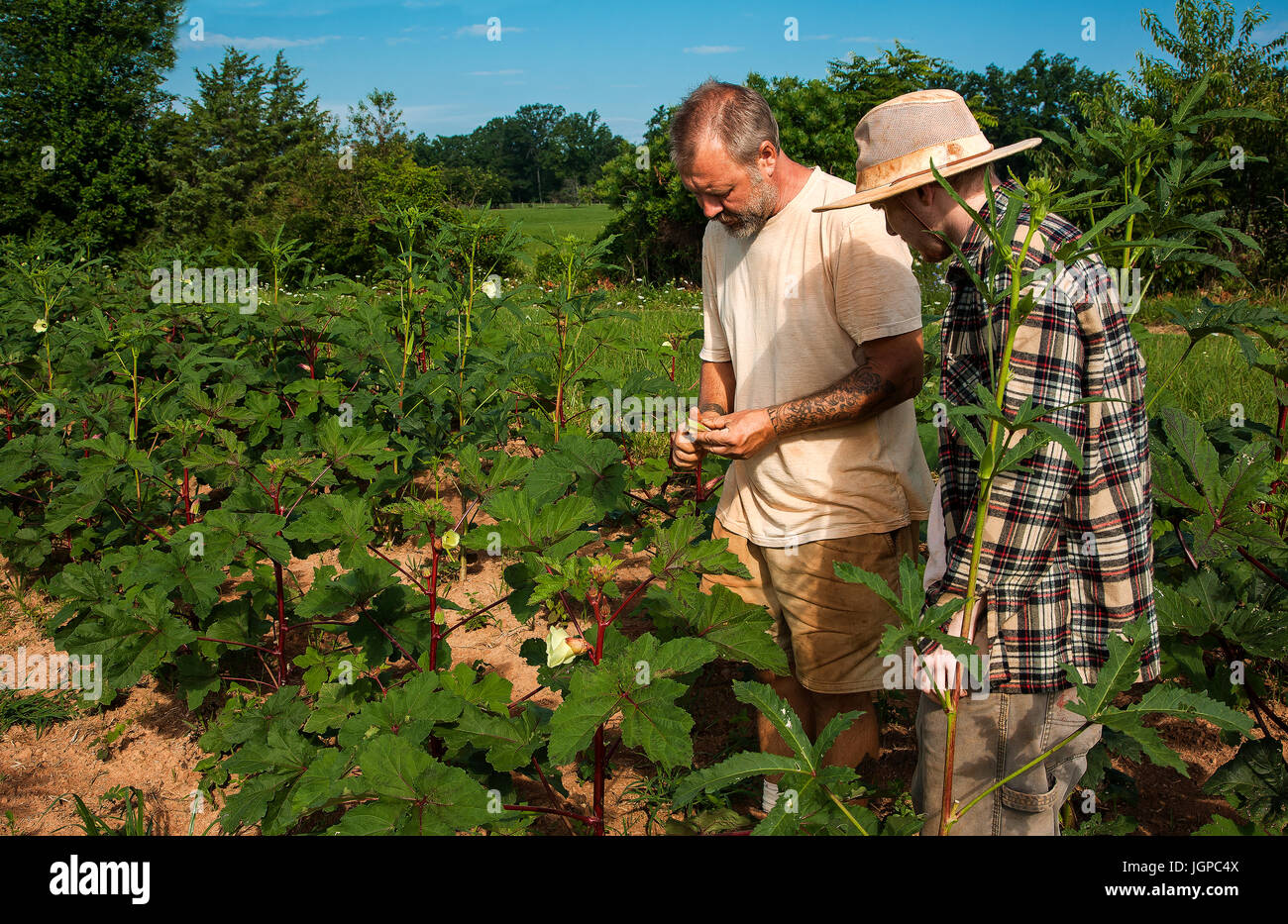 Team work animal hi-res stock photography and images - Alamy