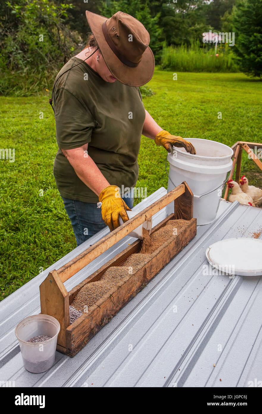 Woman preparing chicken feed hi-res stock photography and images - Alamy