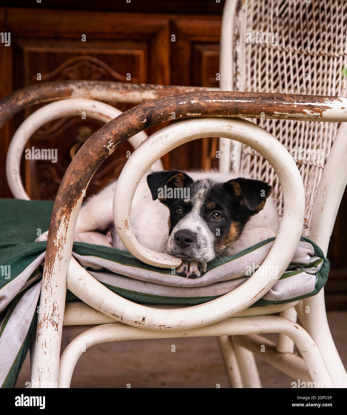 Rocking dog hi-res stock photography and images - Alamy