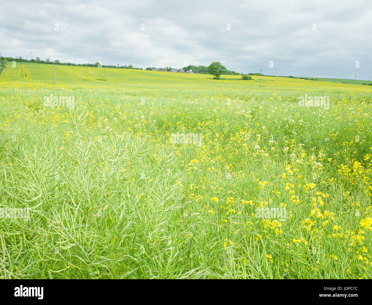 English green field hi-res stock photography and images - Alamy