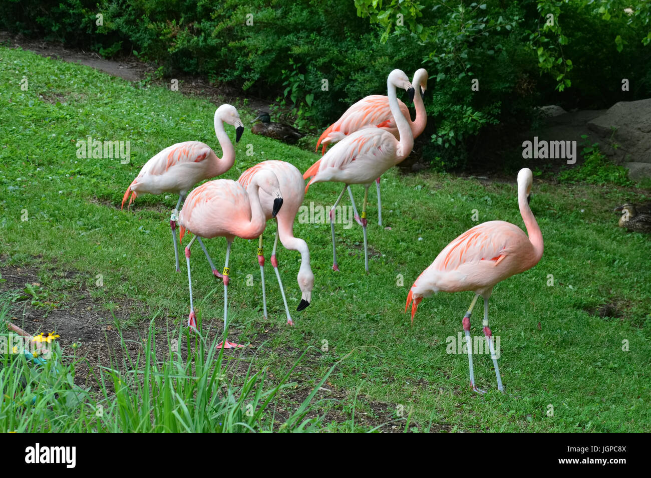 Group white flamingos hi-res stock photography and images - Alamy
