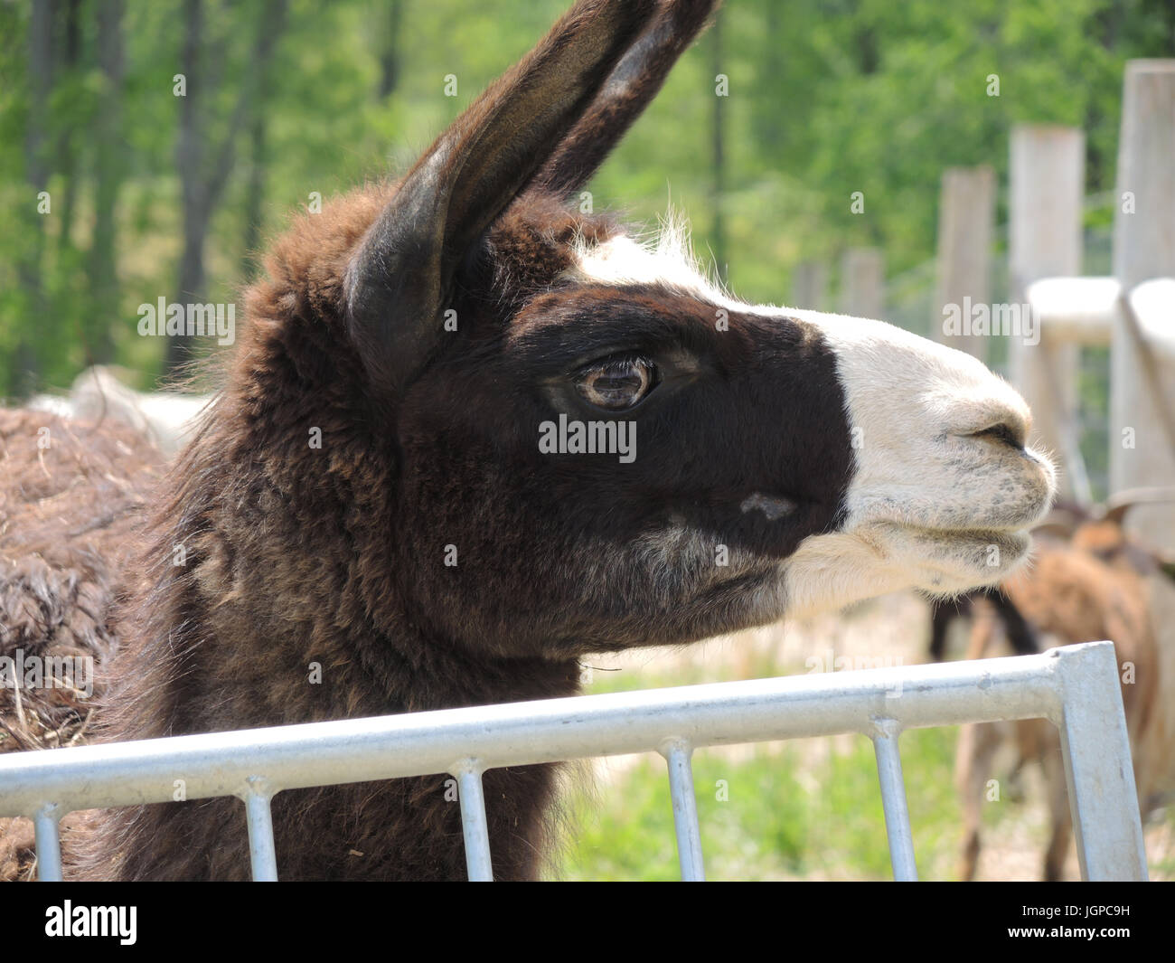 Llama on farm Stock Photo - Alamy
