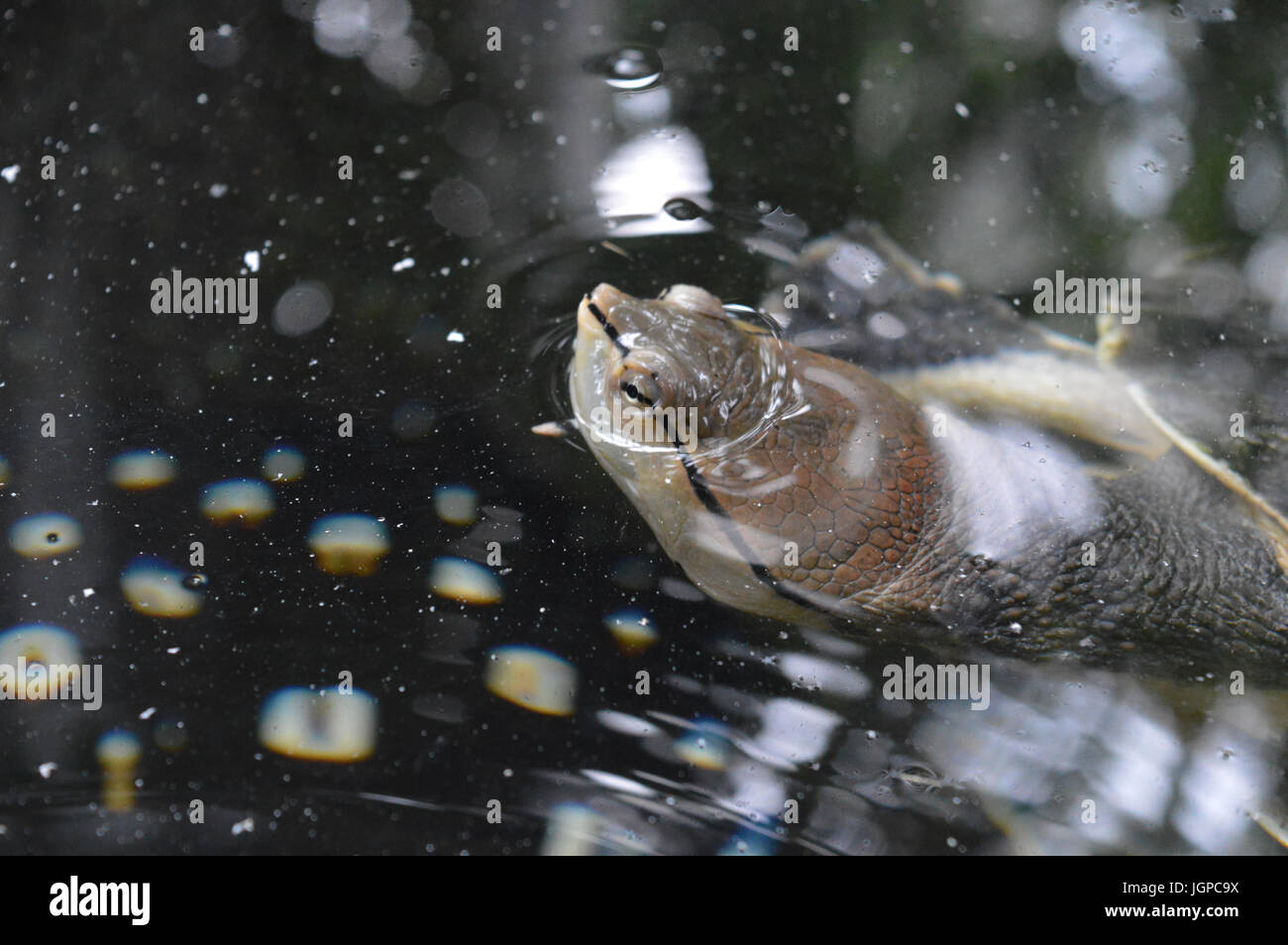 Turtle swimming in a tank Stock Photo - Alamy