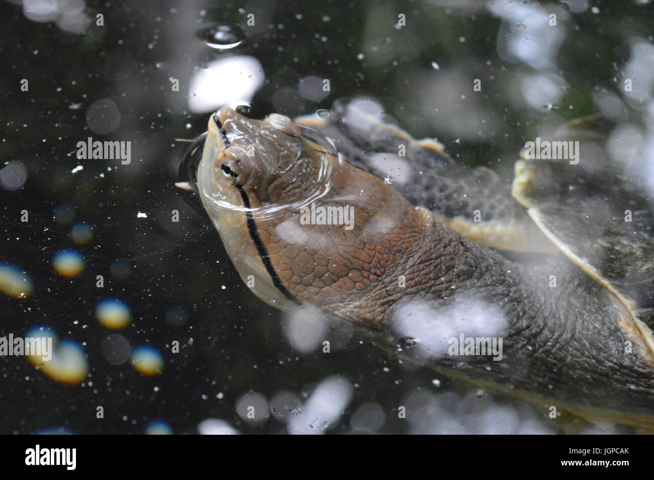 Turtle swimming in a tank Stock Photo - Alamy