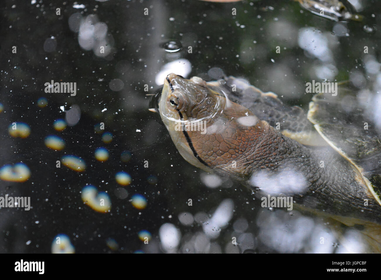 Turtle swimming in a tank Stock Photo - Alamy