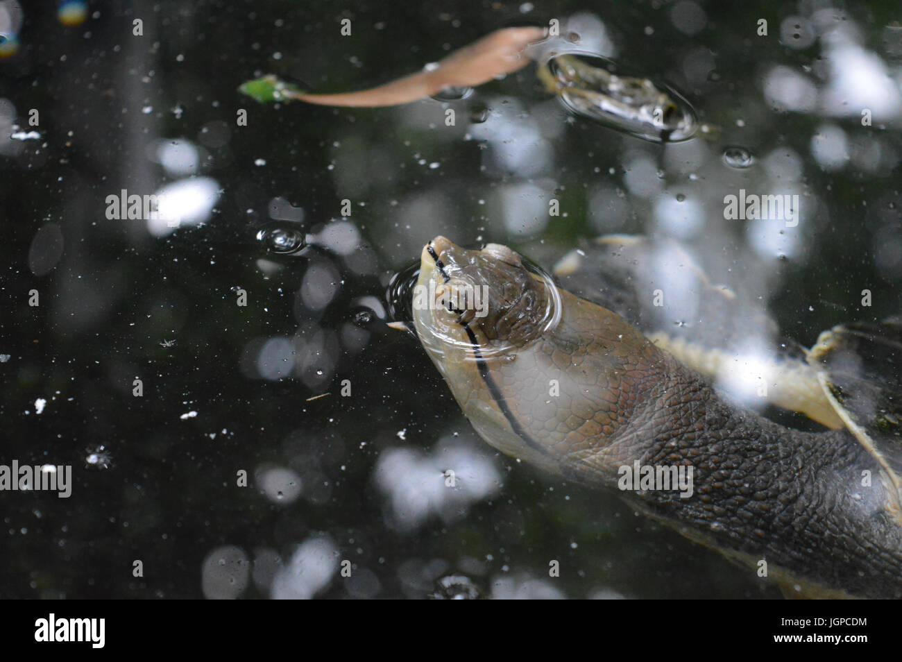 Turtle swimming in a tank Stock Photo - Alamy