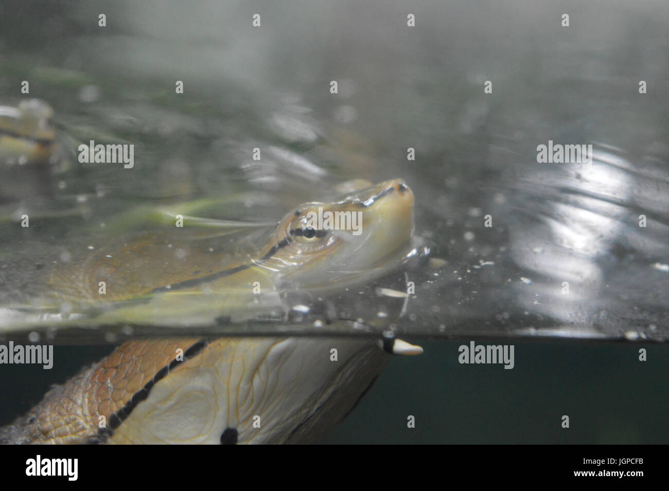 Turtle swimming in a tank Stock Photo - Alamy