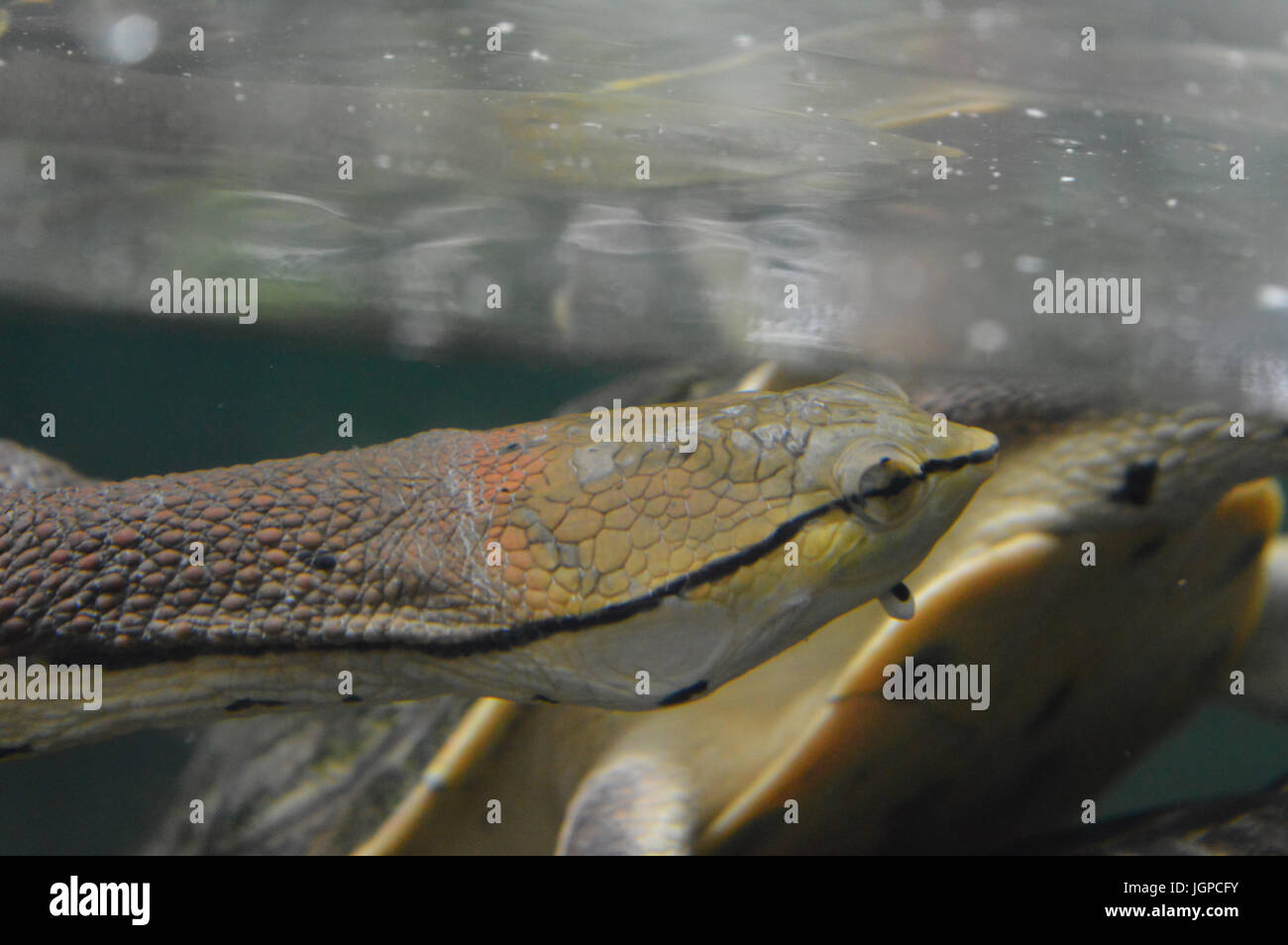 Turtle swimming in a tank Stock Photo - Alamy