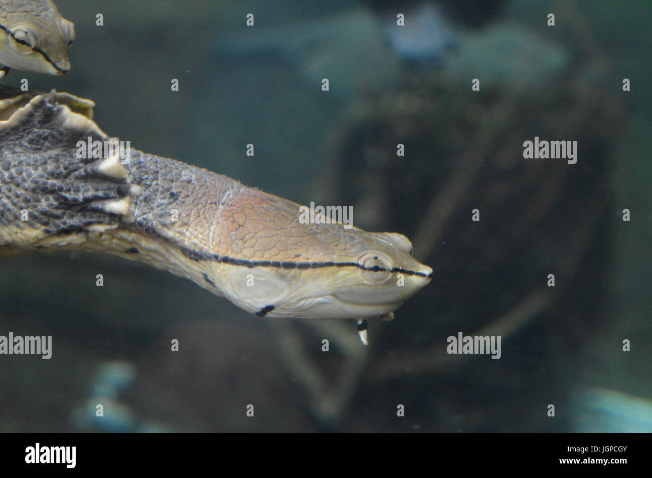 Turtle swimming in a tank Stock Photo - Alamy