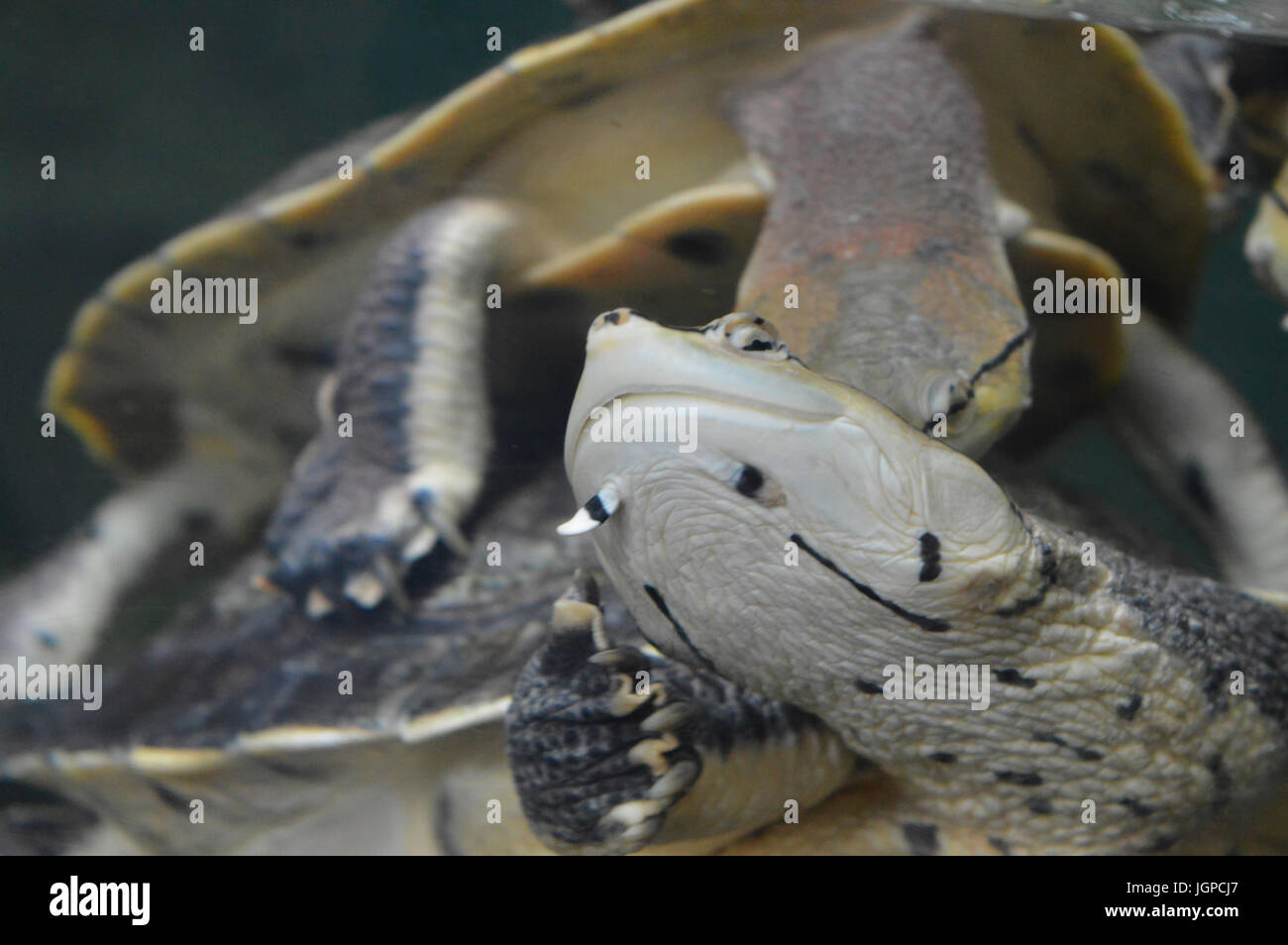 Turtle swimming in a tank Stock Photo - Alamy