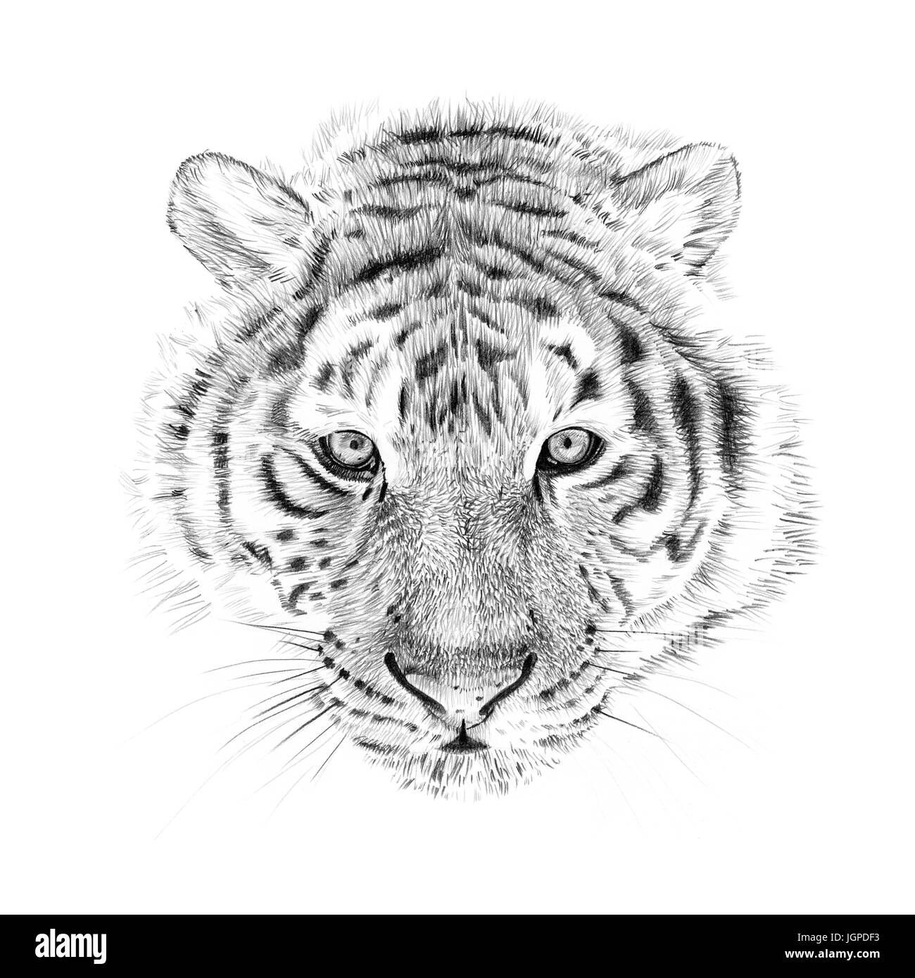Tiger drawing Cut Out Stock Images & Pictures - Alamy