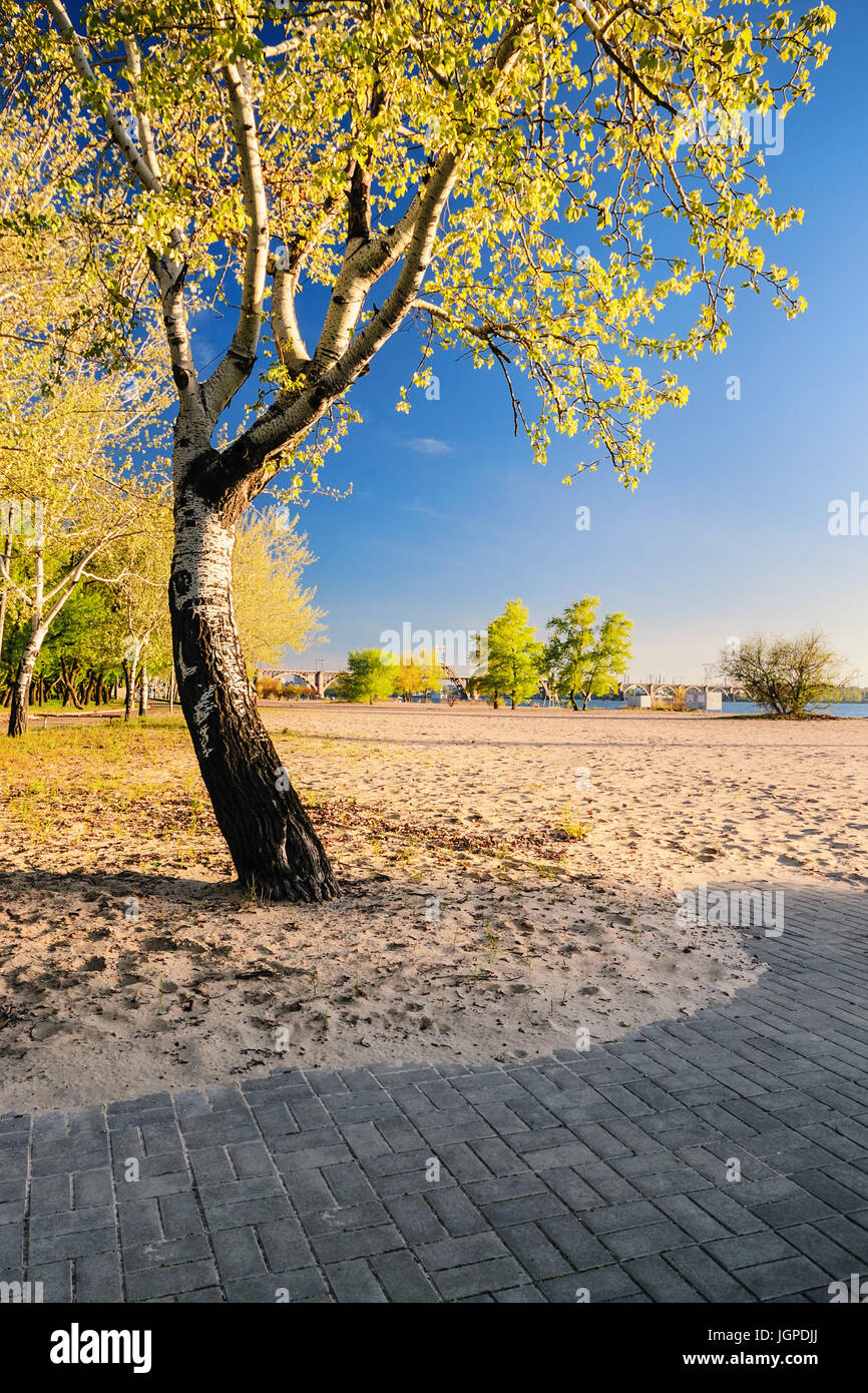 Beach birch hi-res stock photography and images - Alamy