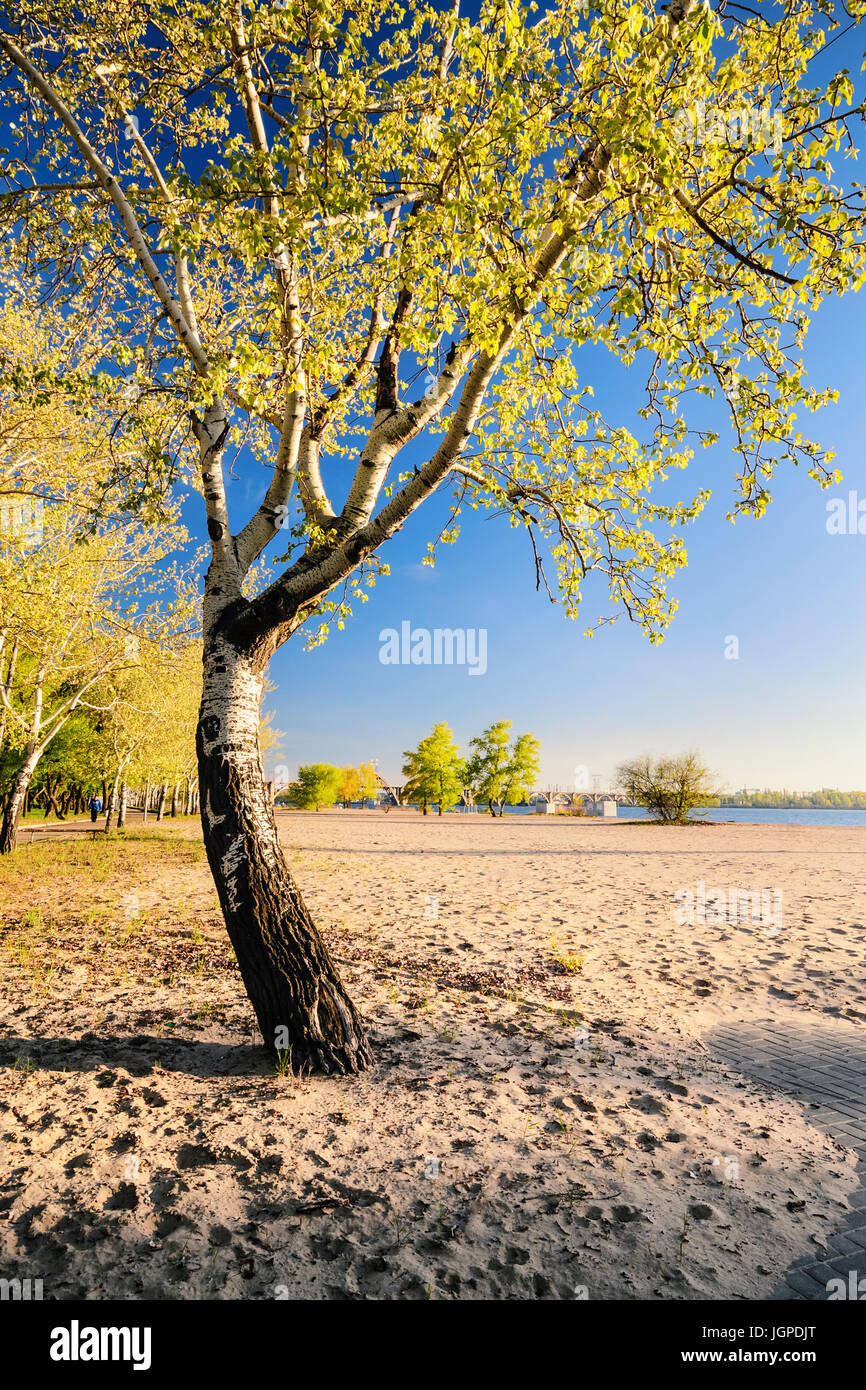 Beautiful birch tree in the golden rays of the rising sun on the beach ...