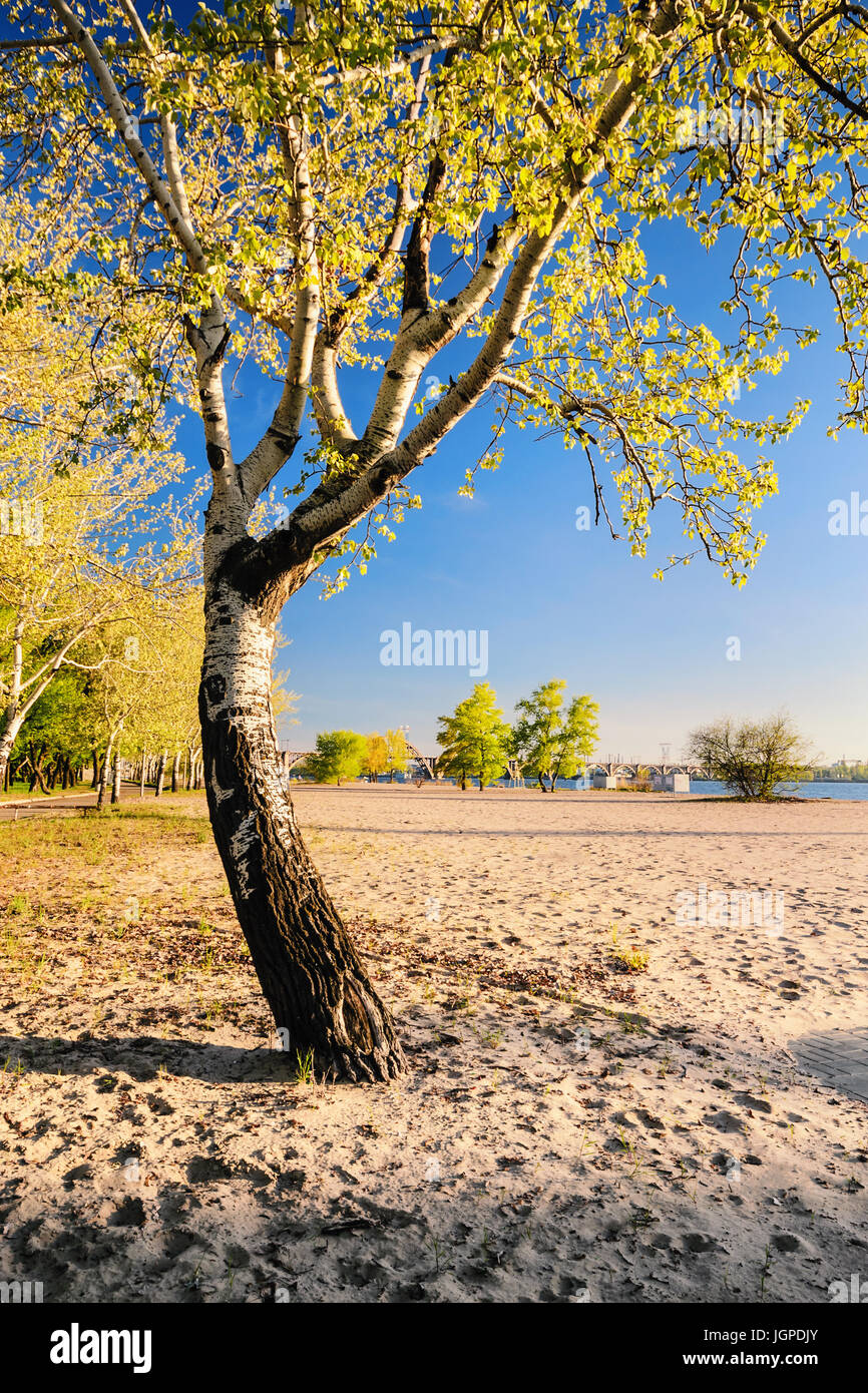 Peaceful scene birch tree hi-res stock photography and images - Alamy