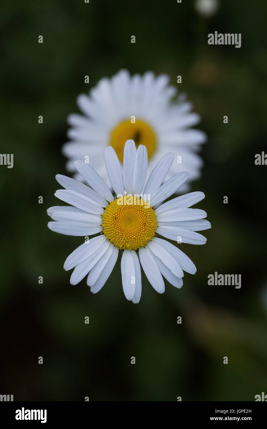 Beautiful white daisy growing in a summer garden Stock Photo - Alamy