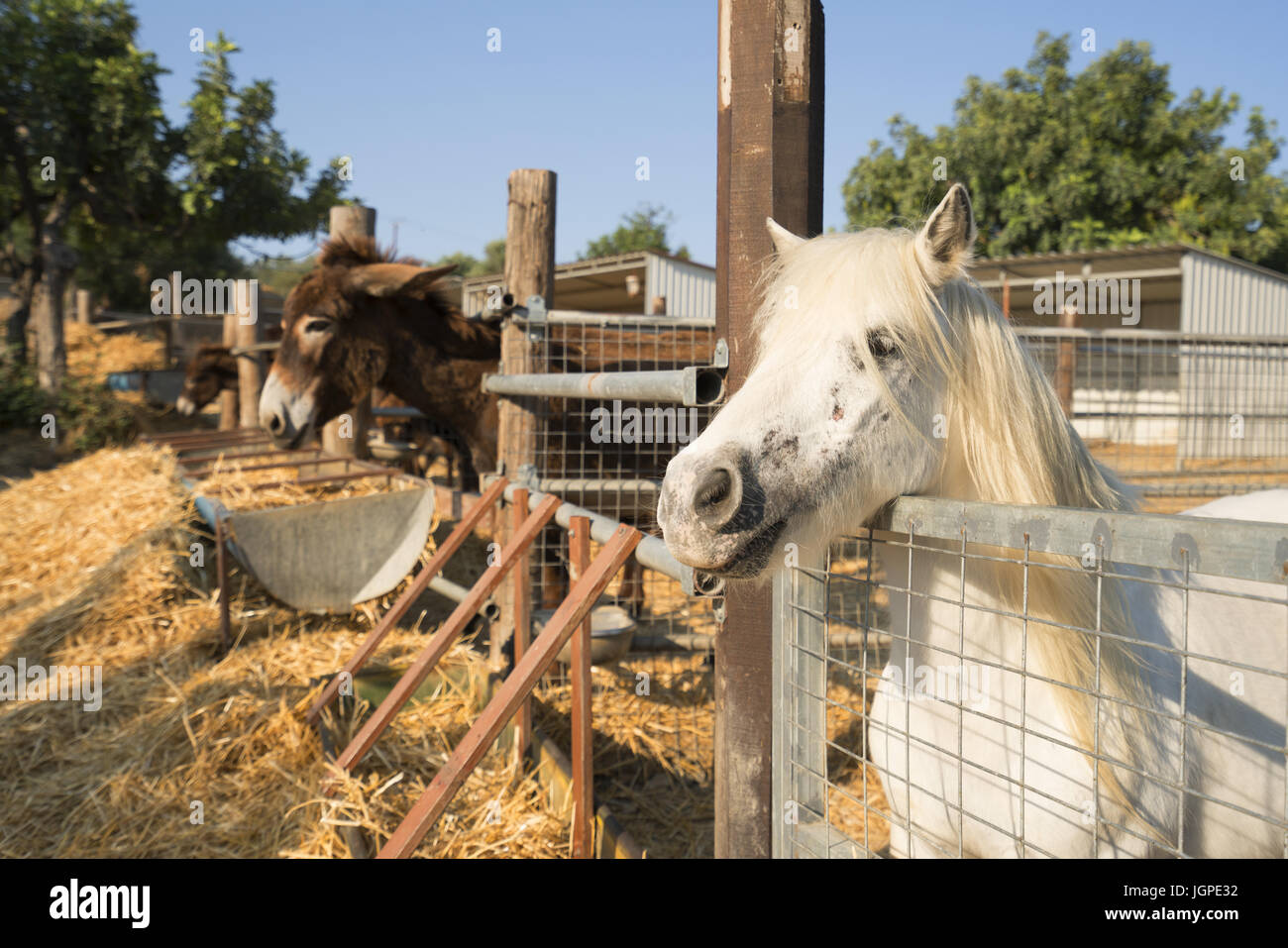 Donkey pony on farm hi-res stock photography and images - Alamy