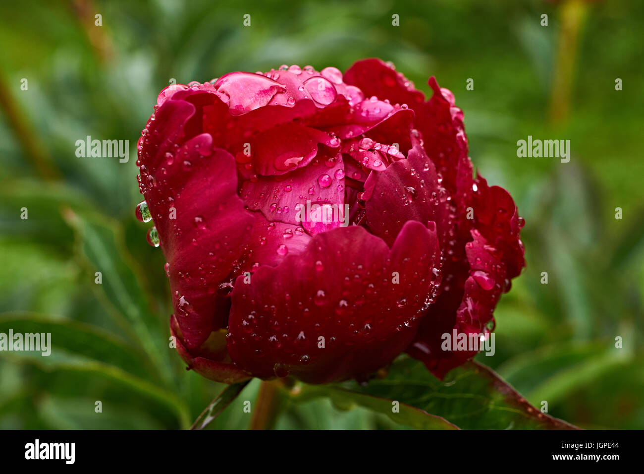 Red peony flower after rain. Raindrops are visible on the red peony bud ...