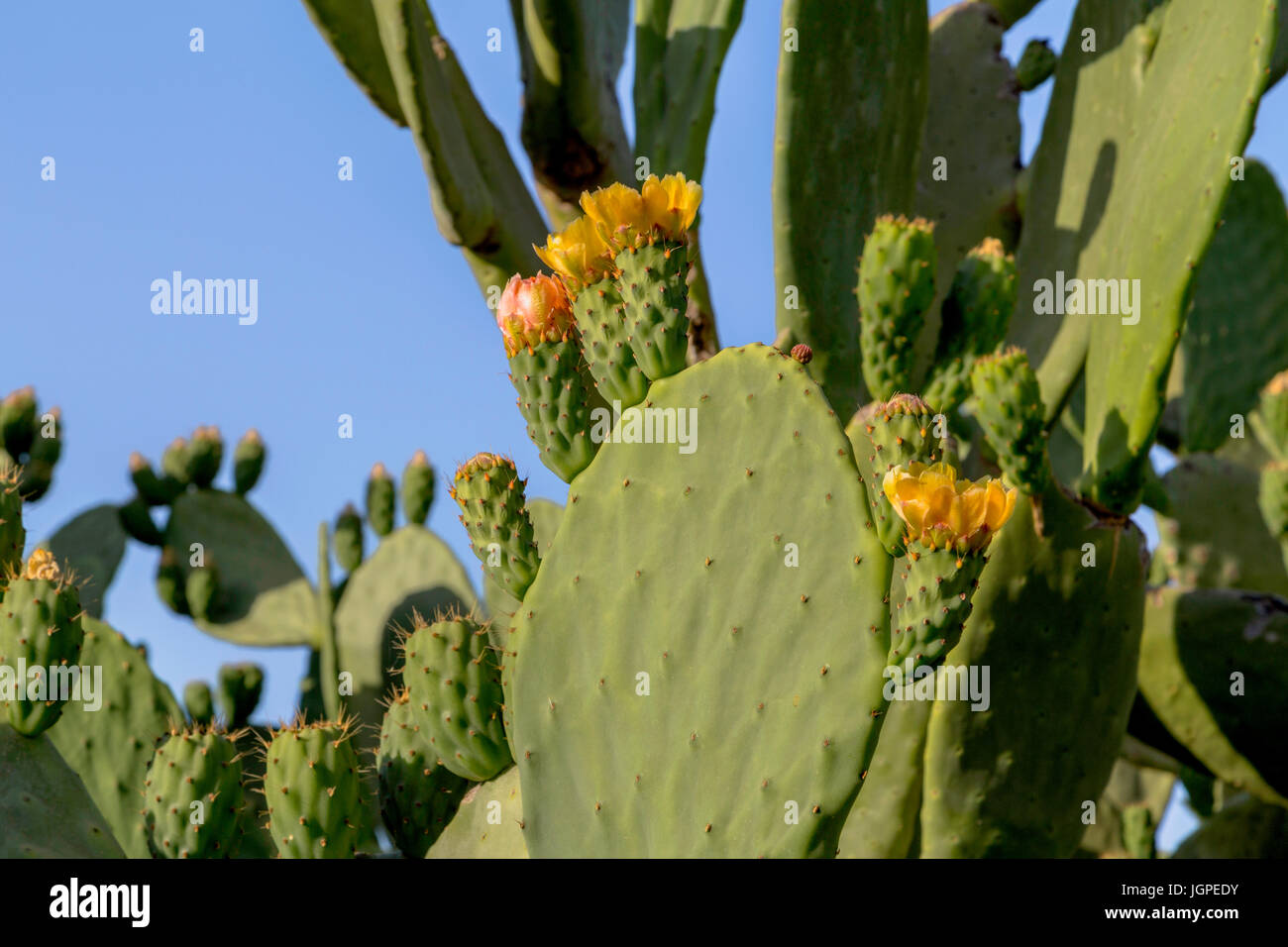 Flowering Cacti on Mount Arbel, near Sea of Galilee, Northern Israel ...