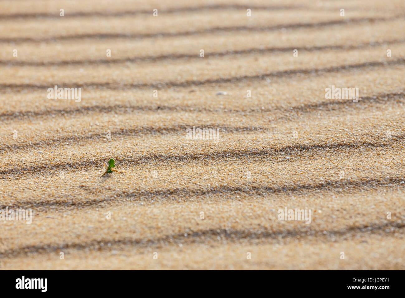 Lines in the sand of a beach, close up Stock Photo - Alamy