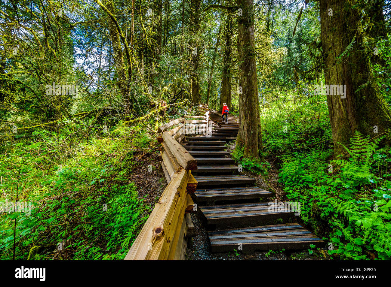 Woman hiking through the temperate rain forest of Kanaka Creek Regional ...