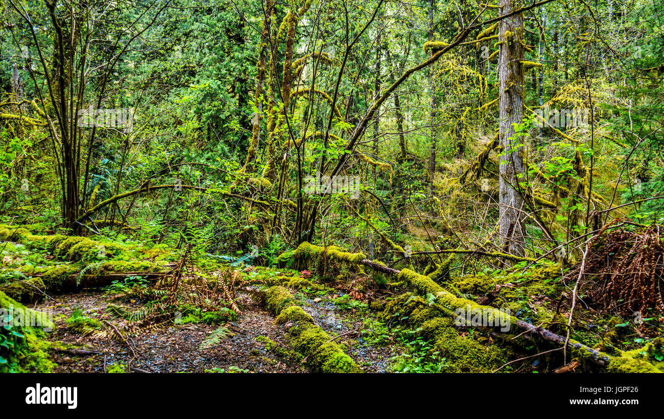 Moss covered trees in the temperate rain forest of Kanaka Creek ...
