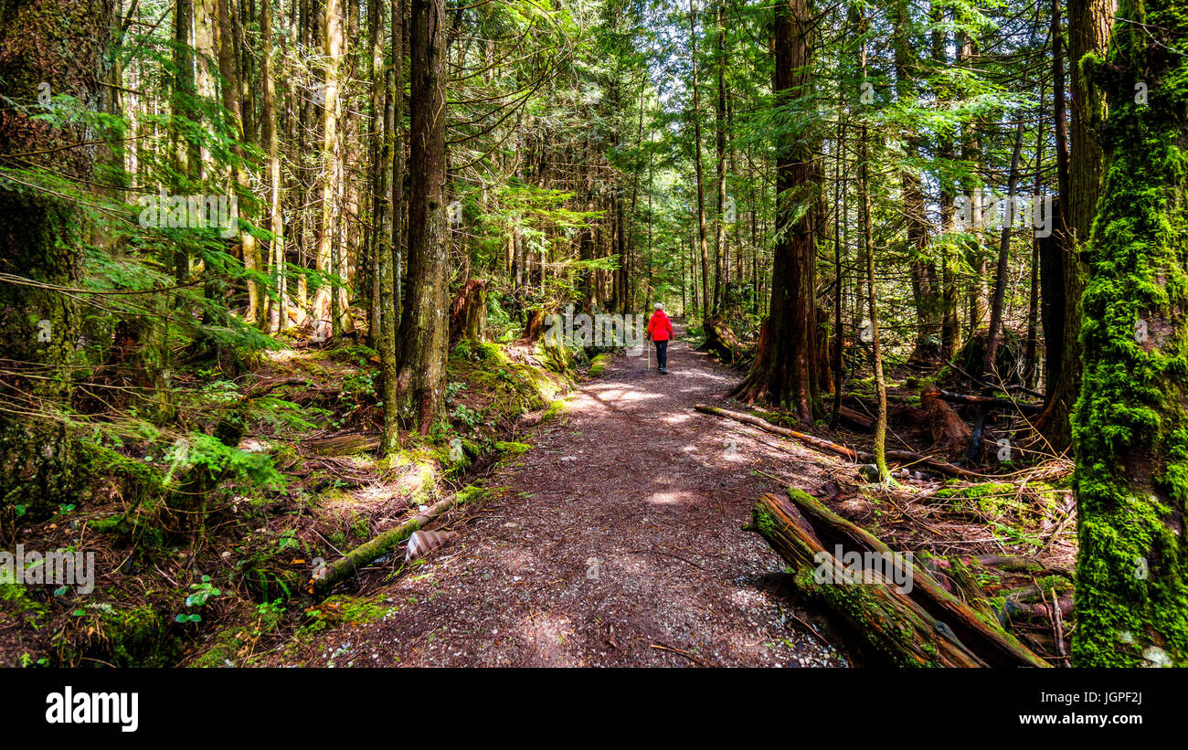 Woman hiking through the temperate rain forest of Kanaka Creek Regional ...