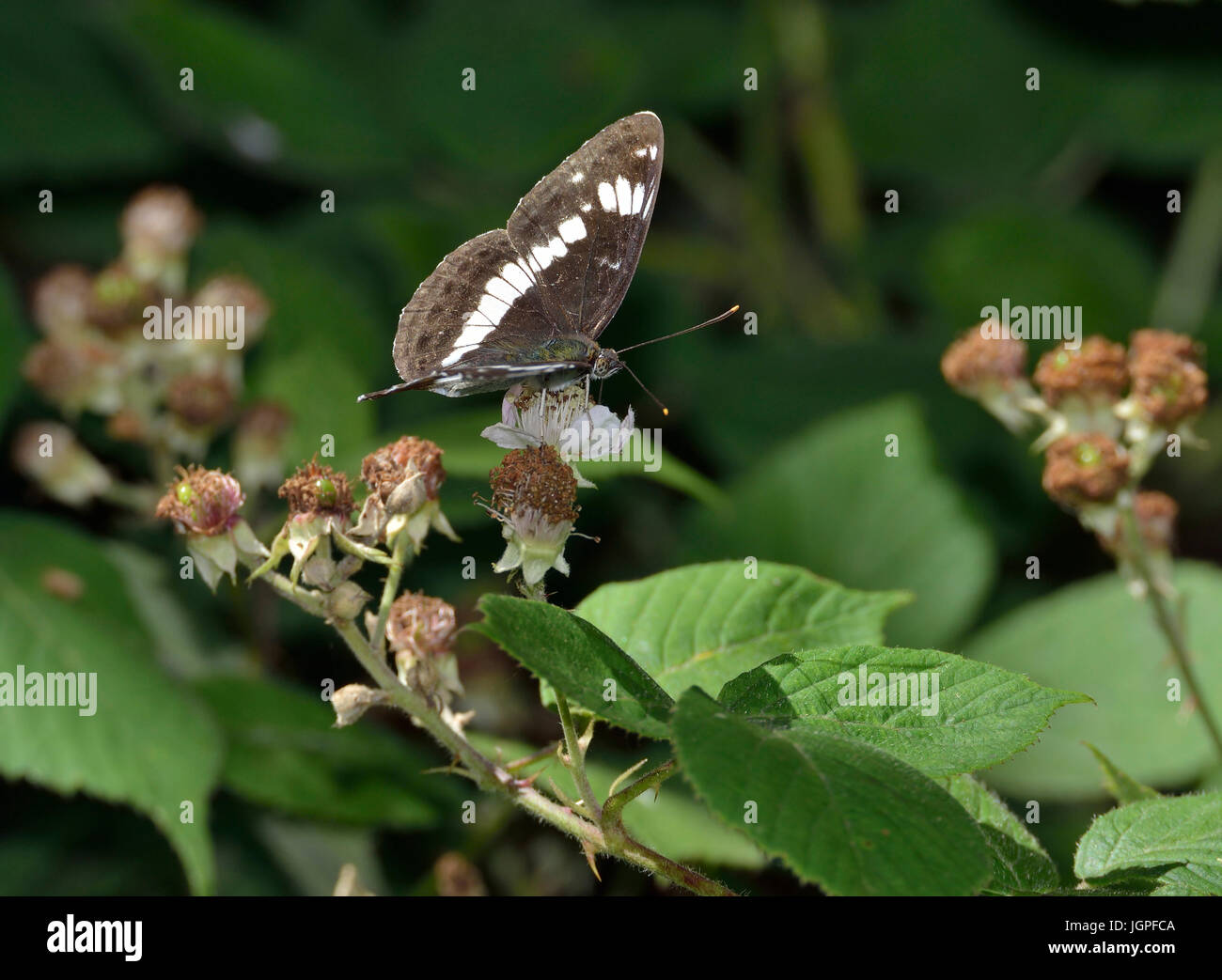 White butterfly on bramble flower hi-res stock photography and images ...