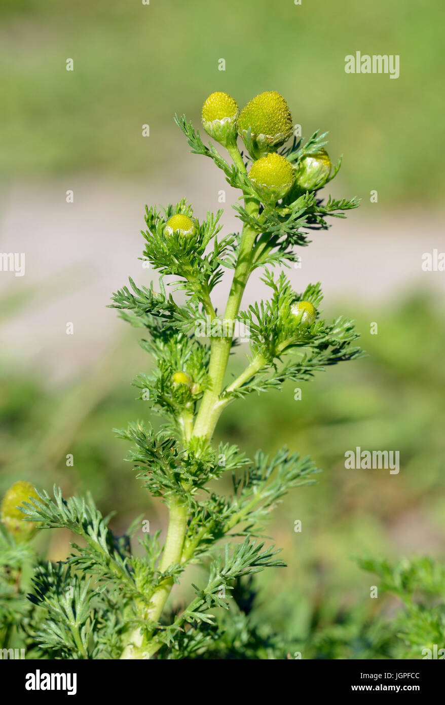 Pineappleweed - Matricaria discoidae A Rayless Mayweed Stock Photo - Alamy