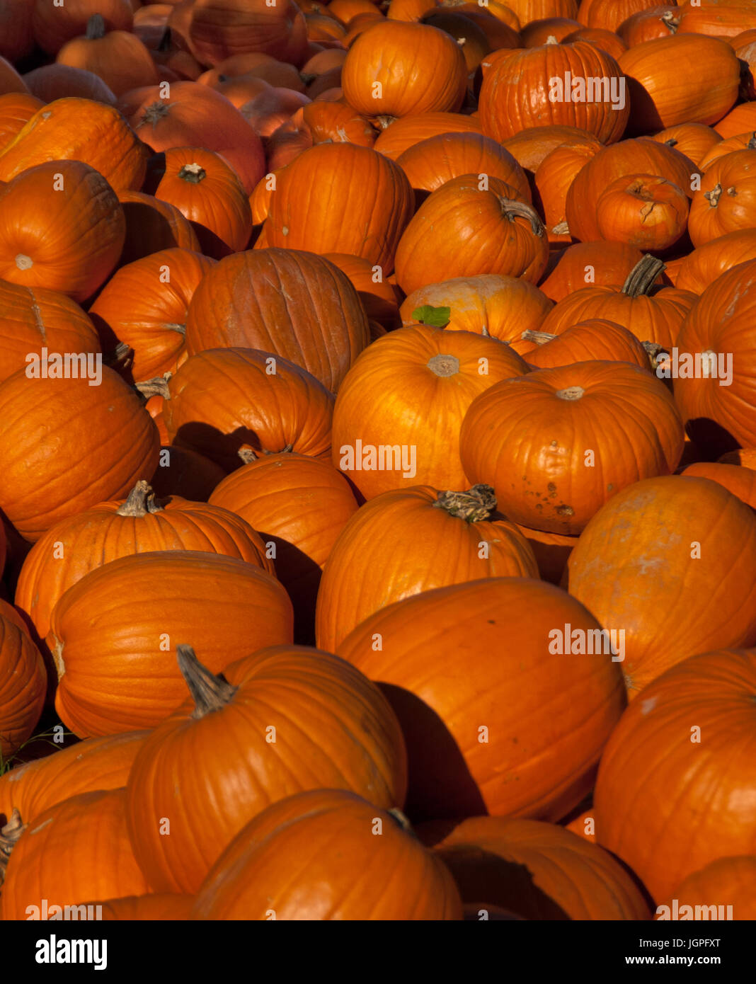 pumpkins, pumpkins, pumpkins Stock Photo - Alamy