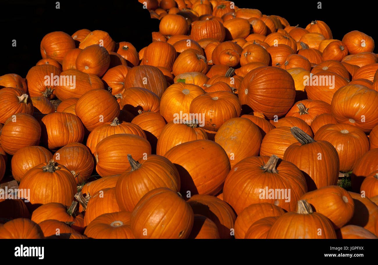 pumpkins, pumpkins, pumpkins Stock Photo - Alamy