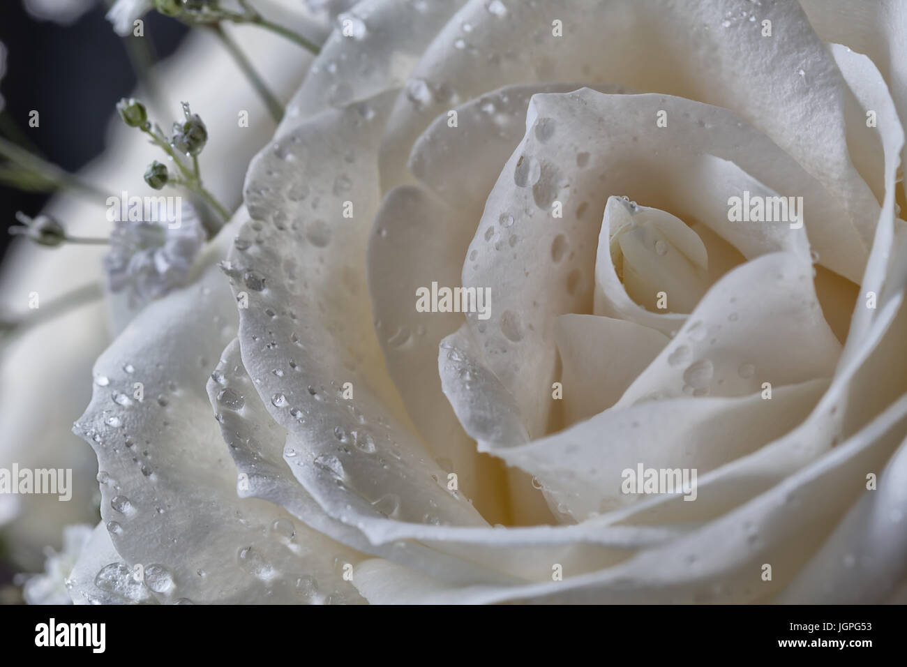 Inspiring flower hi-res stock photography and images - Alamy