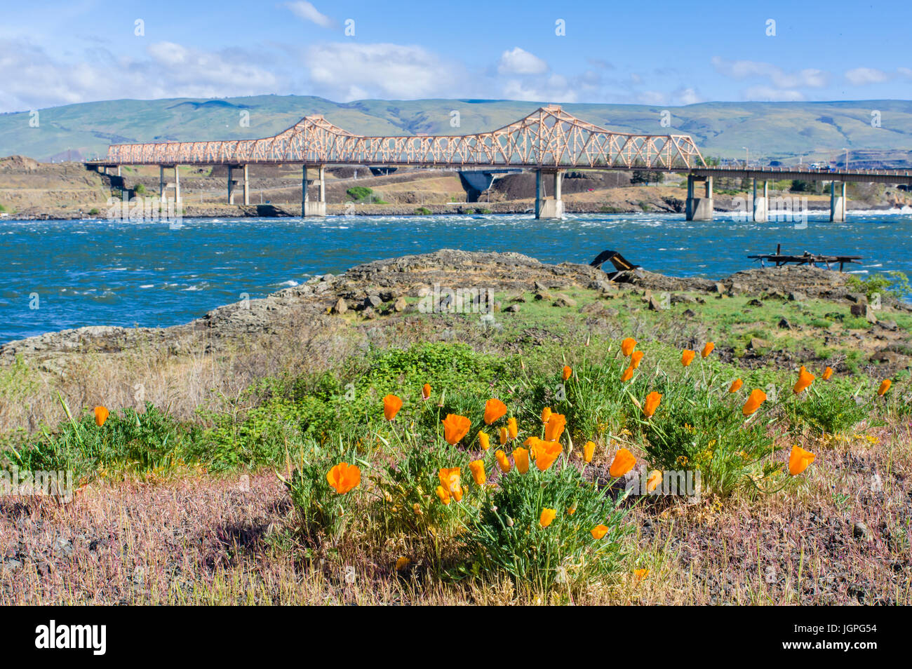 Orange poppies blooming near The Dalles Bridge across the Columbia ...