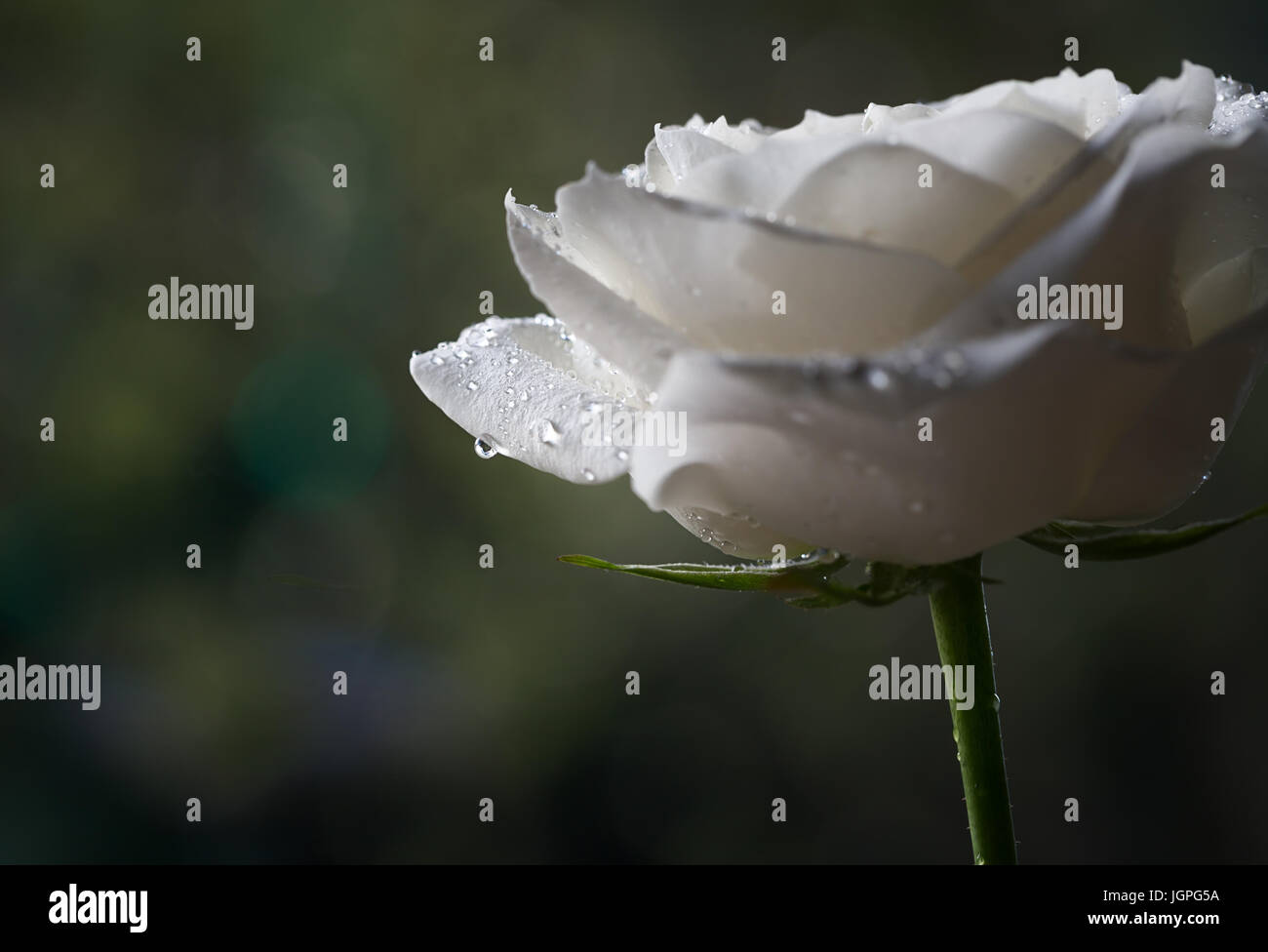 Single roses hi-res stock photography and images - Alamy