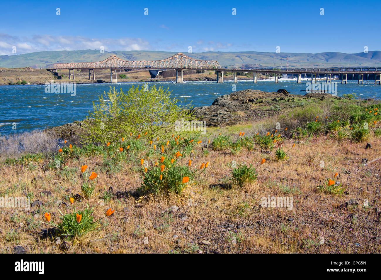 Orange poppies blooming near The Dalles Bridge across the Columbia ...