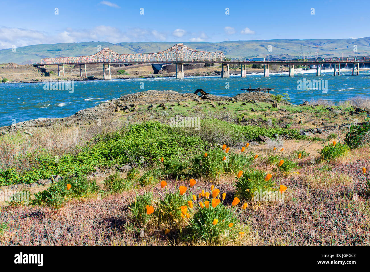 Orange poppies blooming near The Dalles Bridge across the Columbia ...